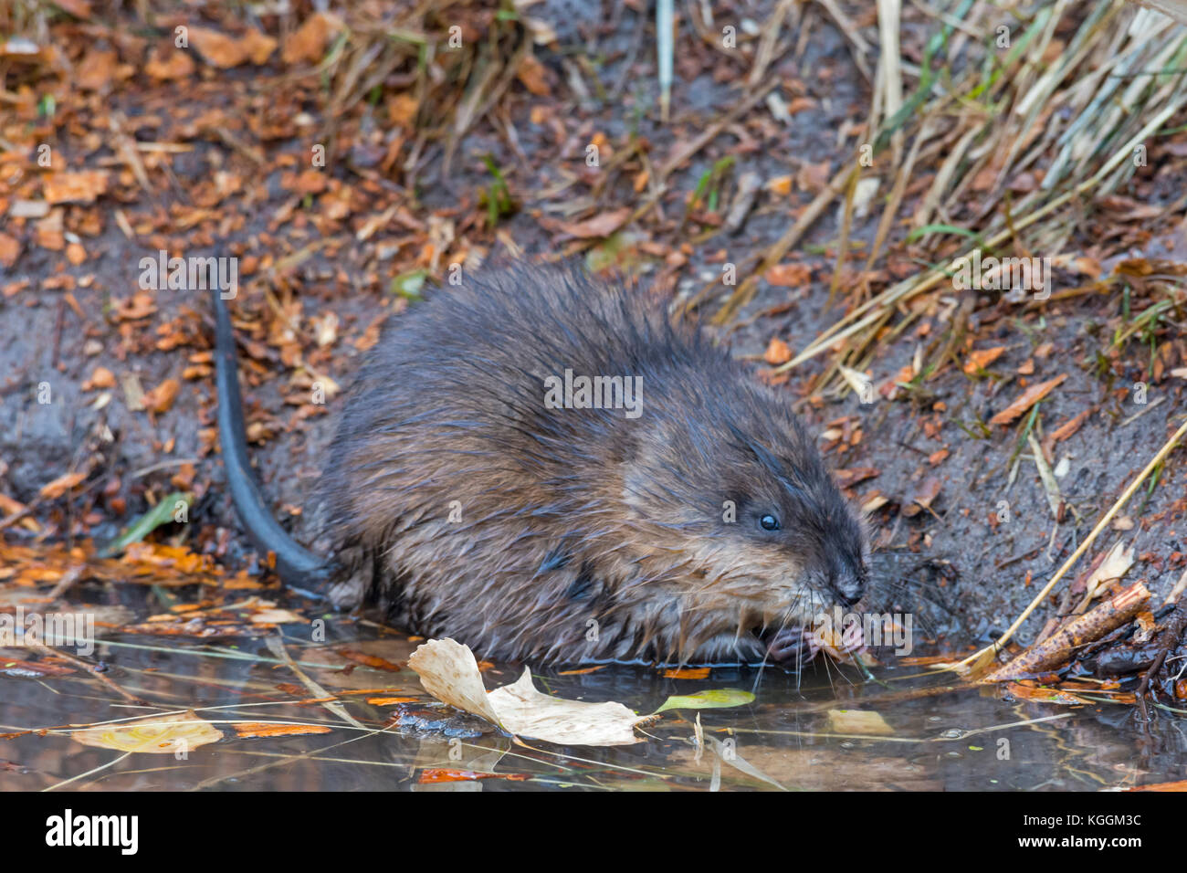Fur bearing animal hi-res stock photography and images - Alamy