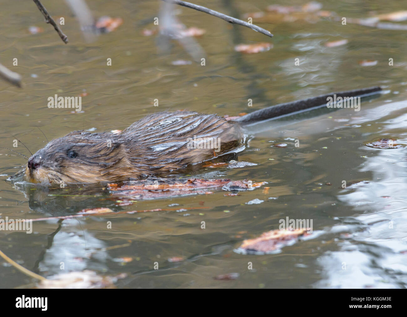 Muskrat swimming in wetland pond, Castle Rock Colorado US Stock Photo ...