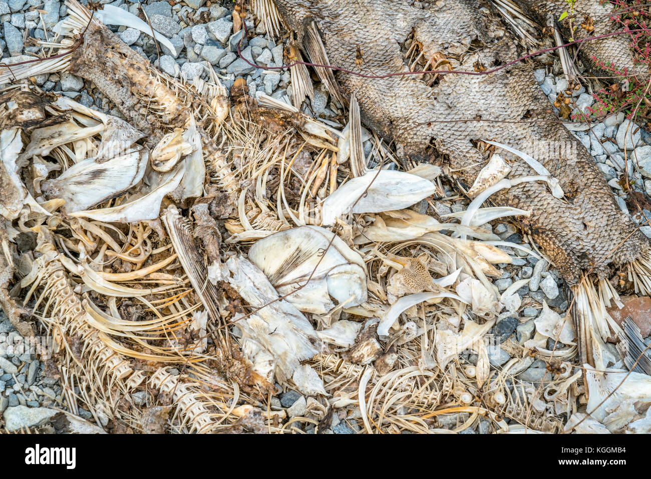 fish bones and remains left on a river shore by herons Stock Photo - Alamy