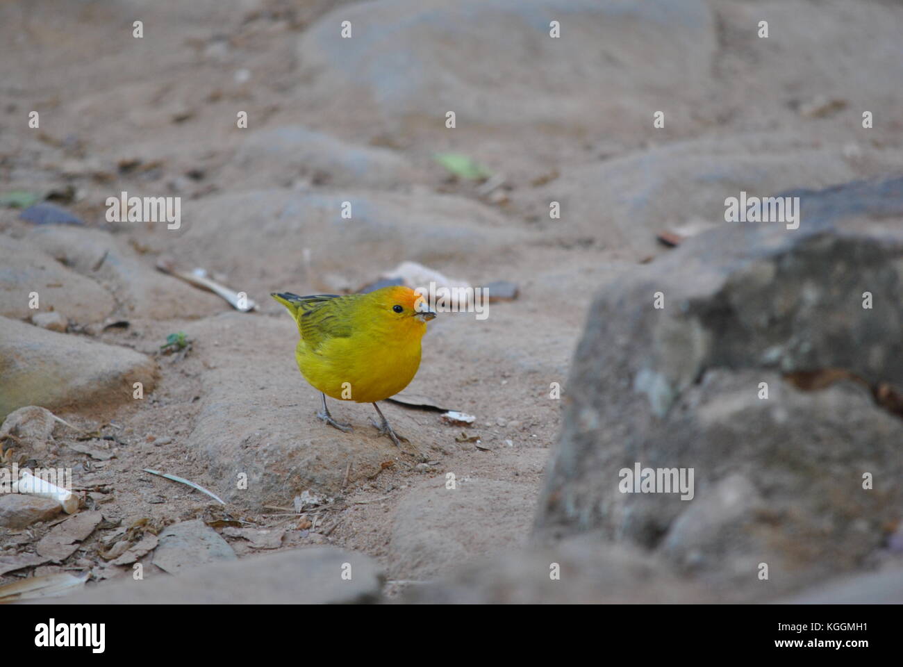 Brazilian finch hi-res stock photography and images - Alamy