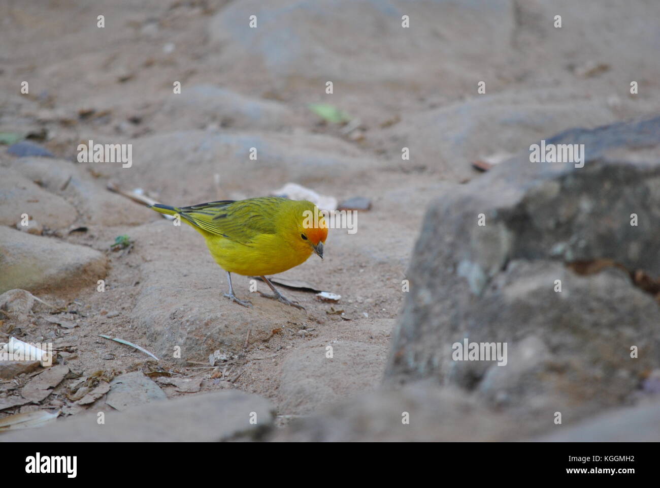 Brazilian finch hi-res stock photography and images - Alamy