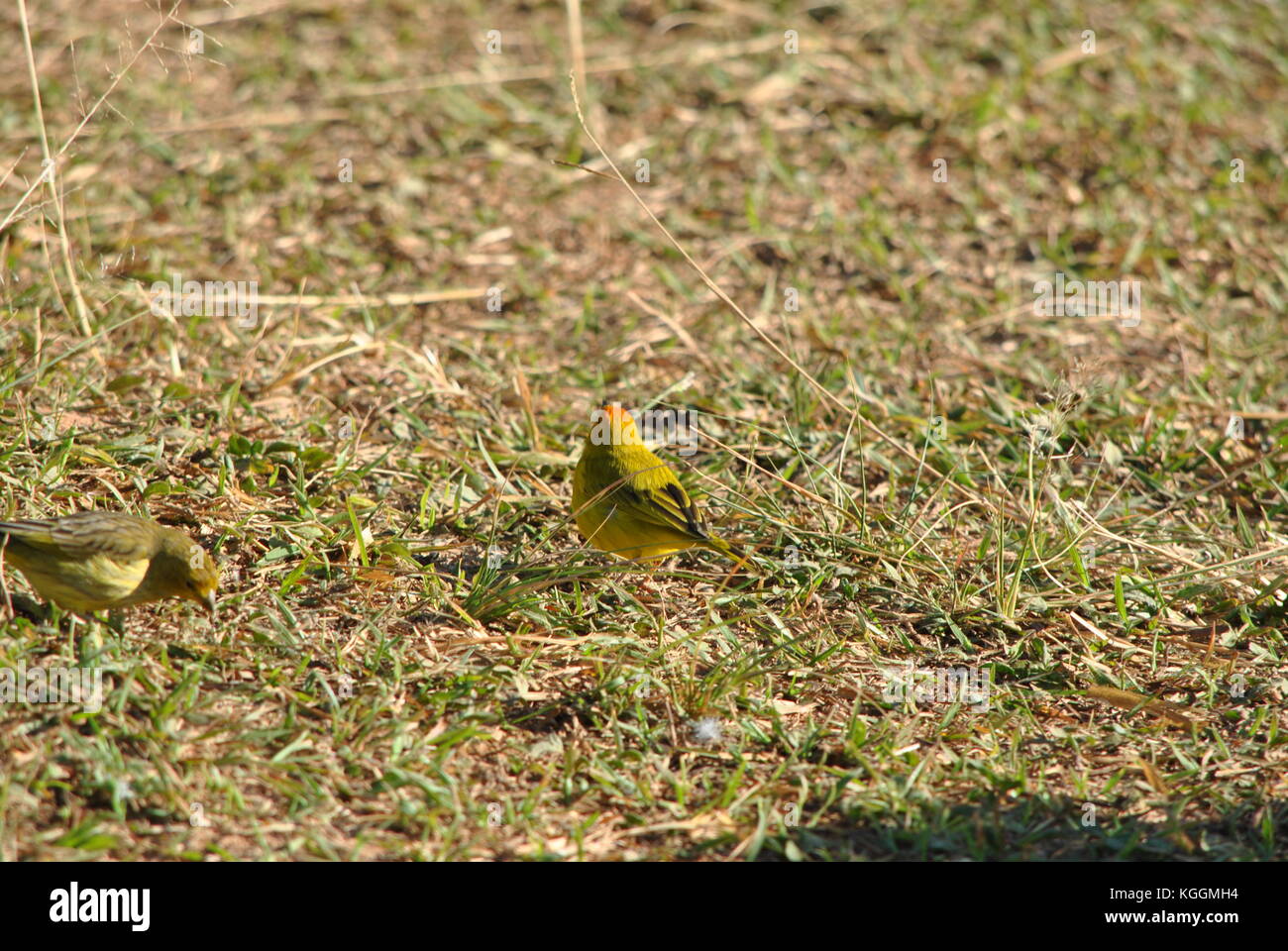 Brazilian finch hi-res stock photography and images - Alamy