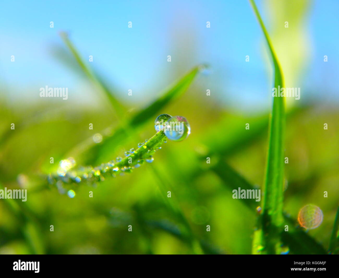 Morning Dew and Sun light Stock Photo - Alamy