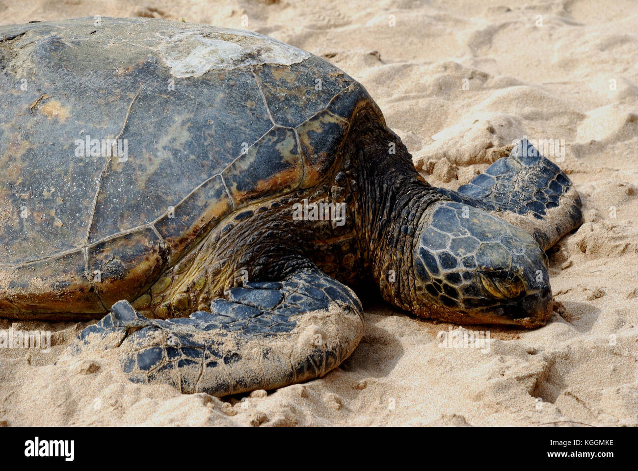Hawaiian Sea Turtles - Laniakea Beach, Oahu, Hawaii Stock Photo - Alamy