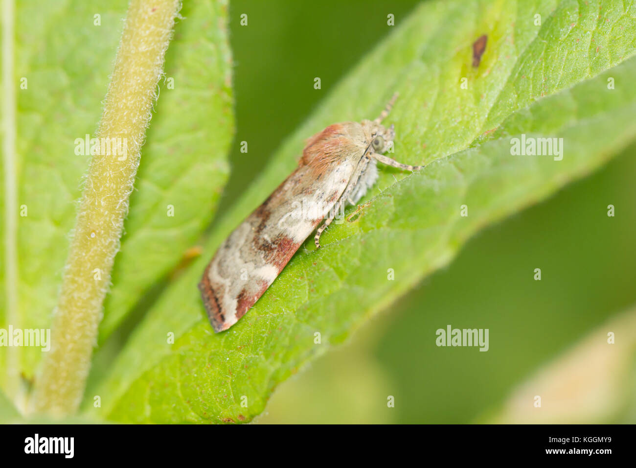 Owlet moth hi-res stock photography and images - Alamy