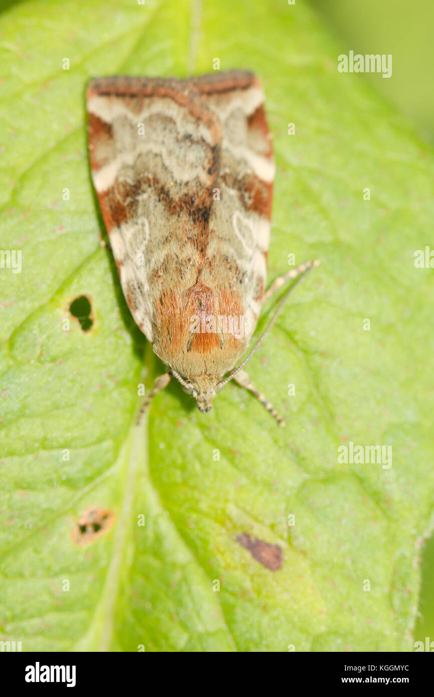 Owlet moth hi-res stock photography and images - Alamy