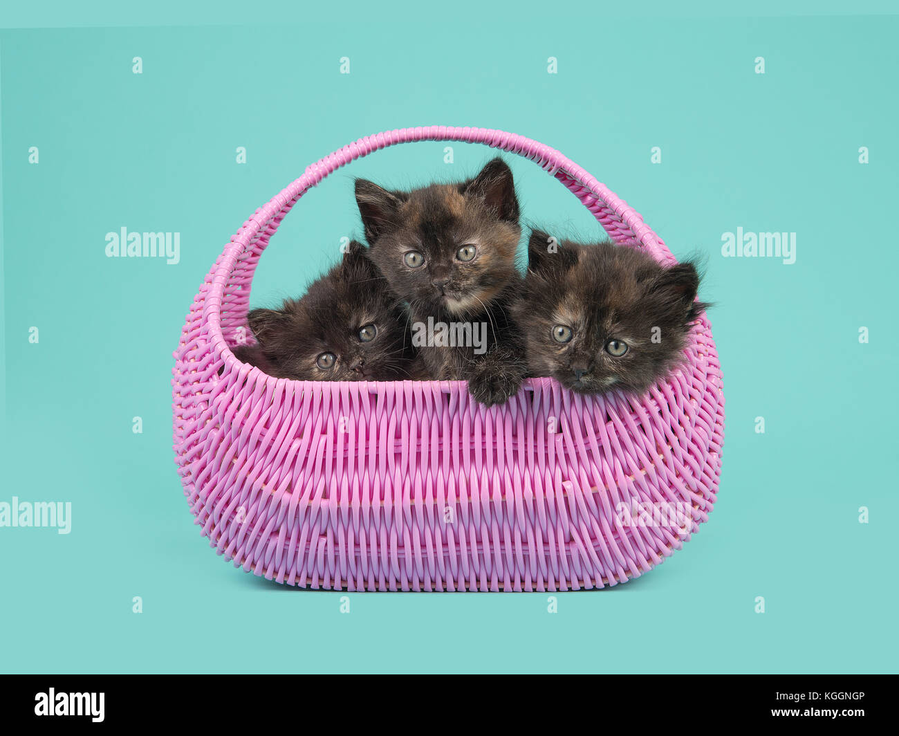 Two tortoiseshell kittens together in a pink basket on a blue turquoise ...