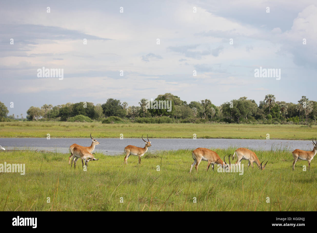 Wild Impala Antelope in African Botswana savannah Stock Photo - Alamy