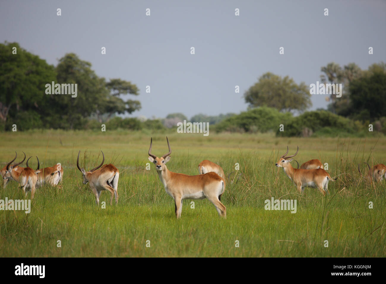 Wild Impala Antelope in African Botswana savannah Stock Photo - Alamy