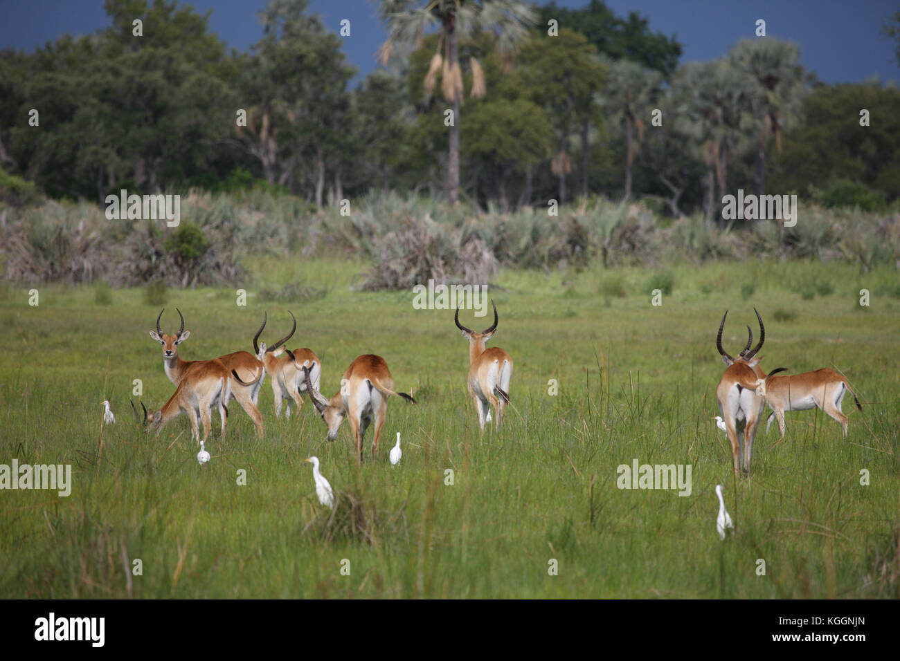 Wild Impala Antelope in African Botswana savannah Stock Photo - Alamy