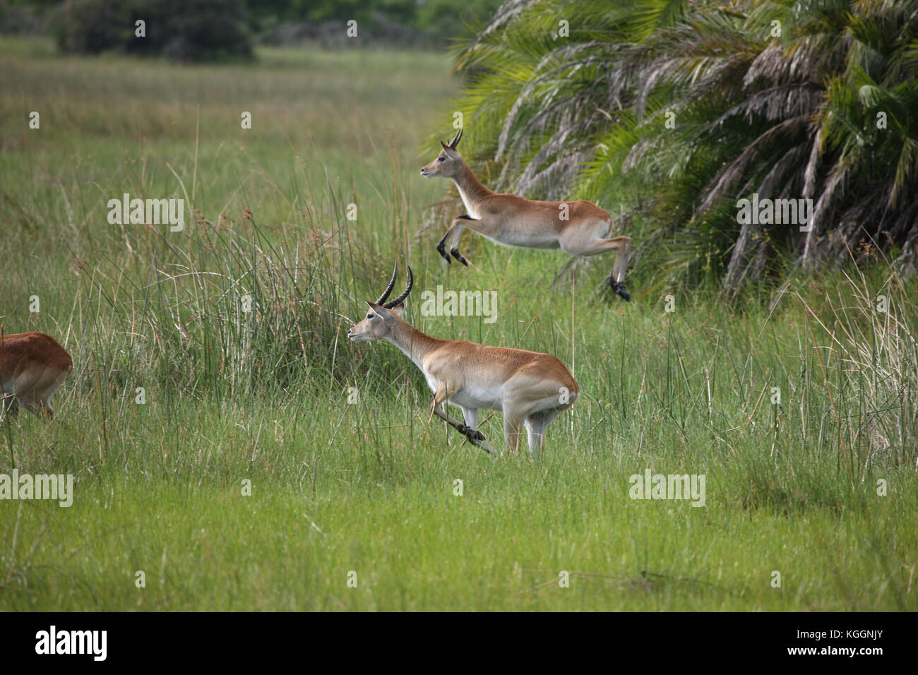 Wild Impala Antelope in African Botswana savannah Stock Photo - Alamy