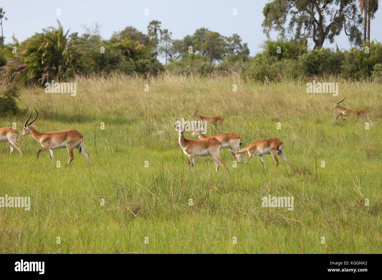 Wild Impala Antelope in African Botswana savannah Stock Photo - Alamy
