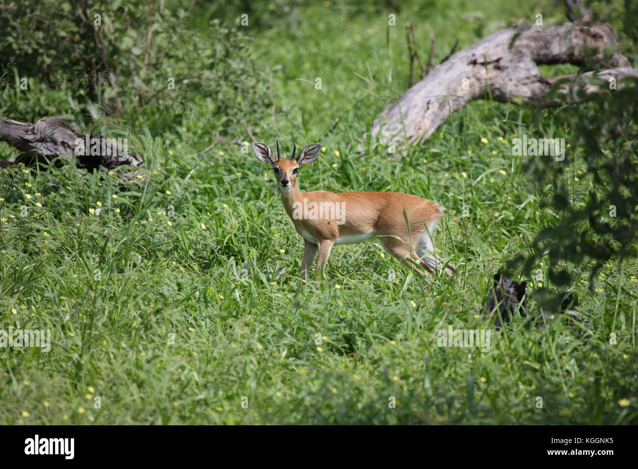 Wild Impala Antelope in African Botswana savannah Stock Photo - Alamy