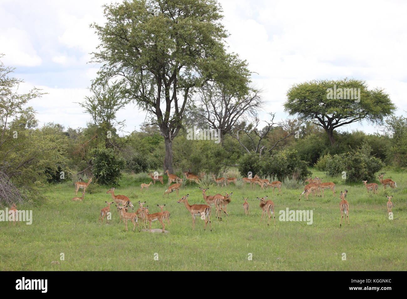Wild Impala Antelope in African Botswana savannah Stock Photo - Alamy