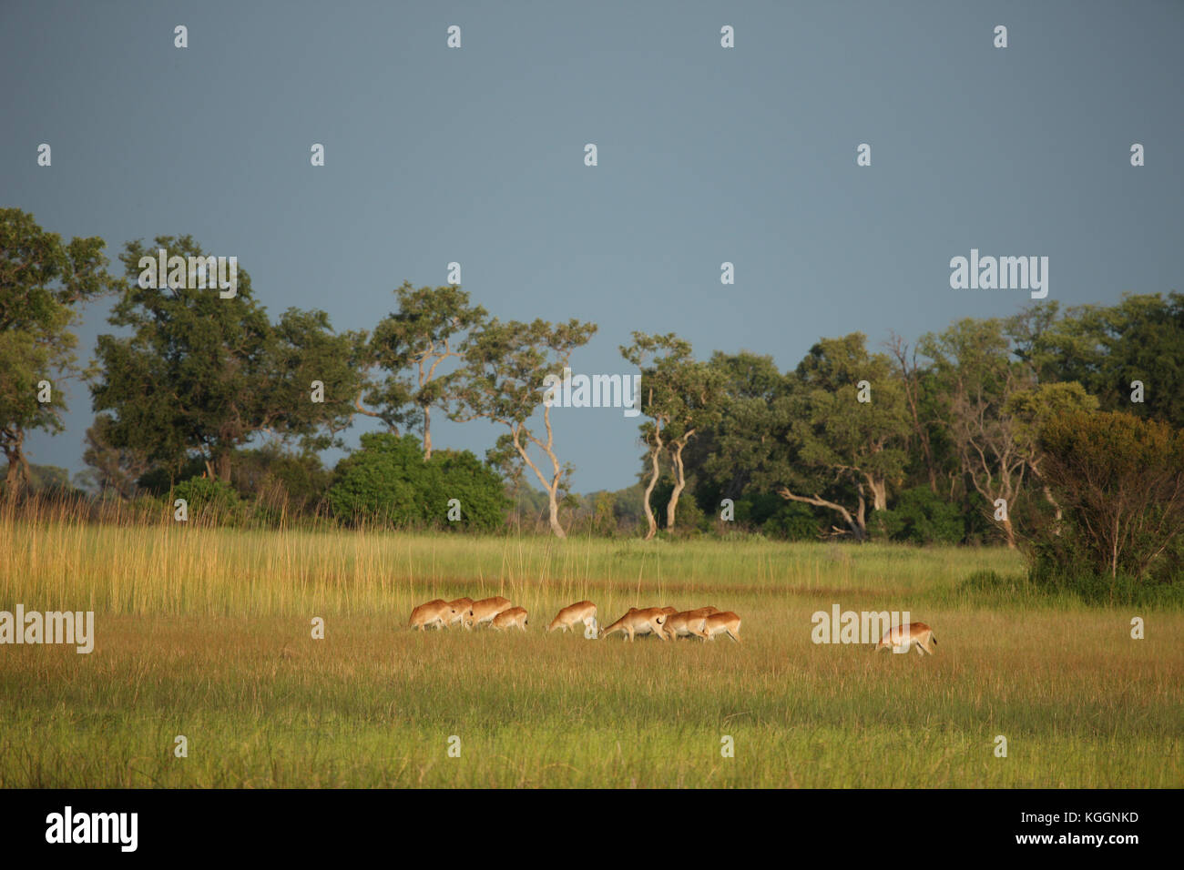 Wild Impala Antelope in African Botswana savannah Stock Photo - Alamy