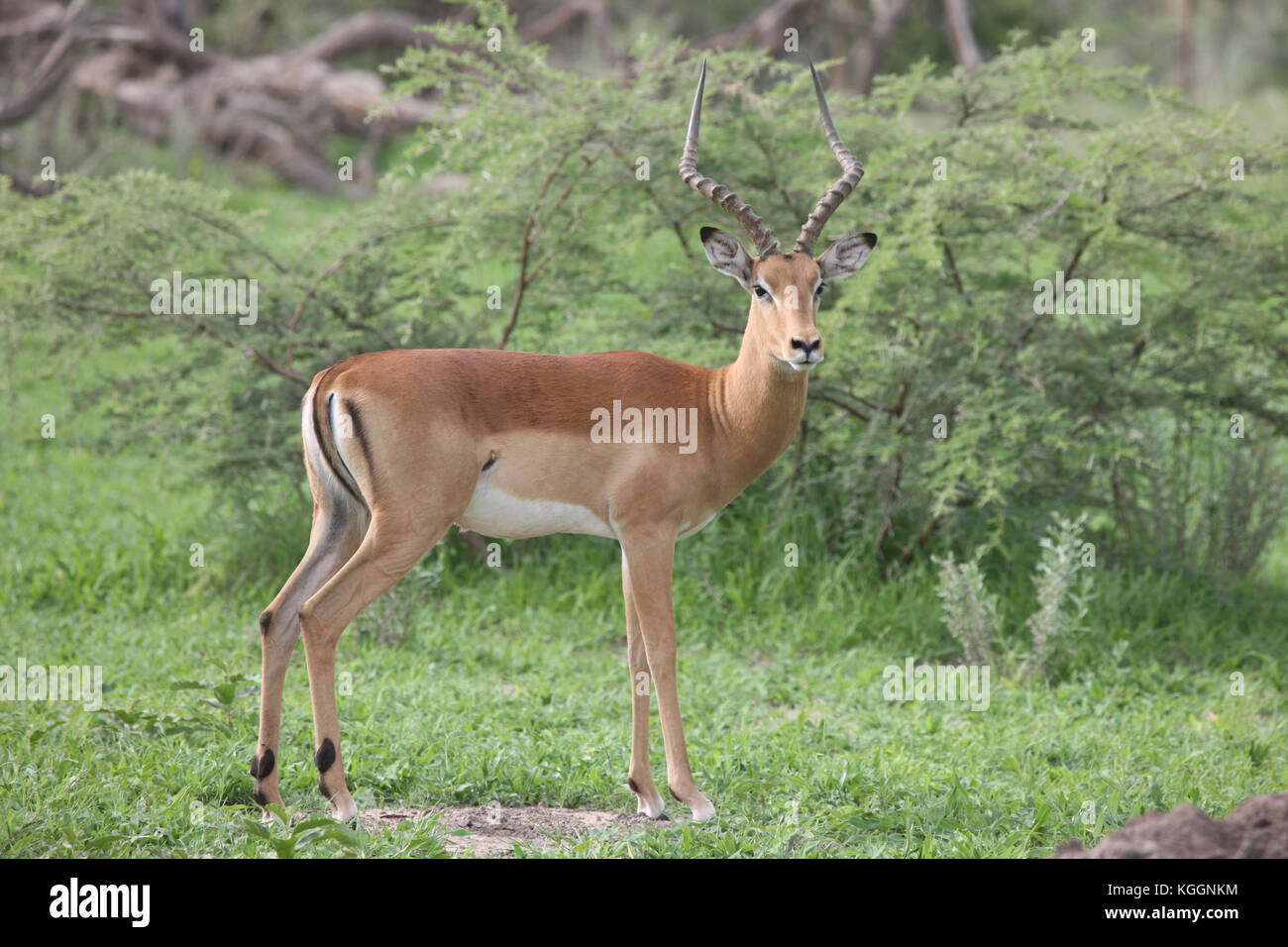 Wild Impala Antelope in African Botswana savannah Stock Photo - Alamy