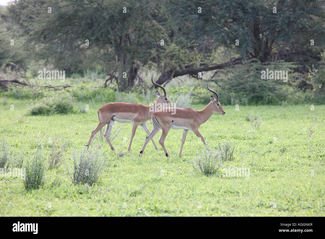 Wild Impala Antelope in African Botswana savannah Stock Photo - Alamy