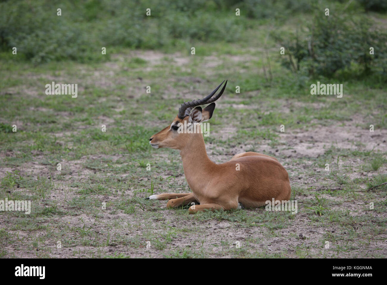 Wild Impala Antelope in African Botswana savannah Stock Photo - Alamy
