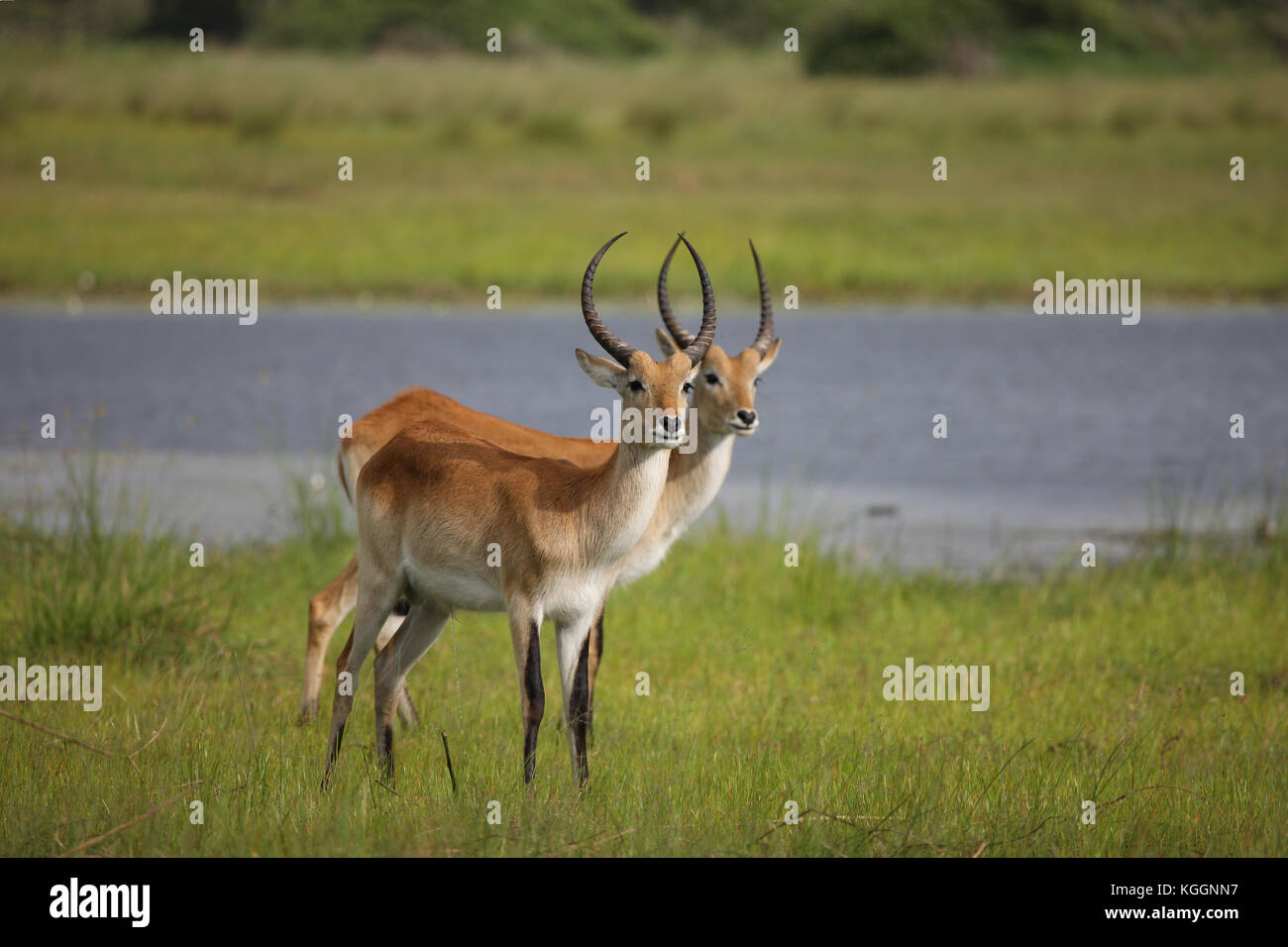 Wild Impala Antelope in African Botswana savannah Stock Photo - Alamy