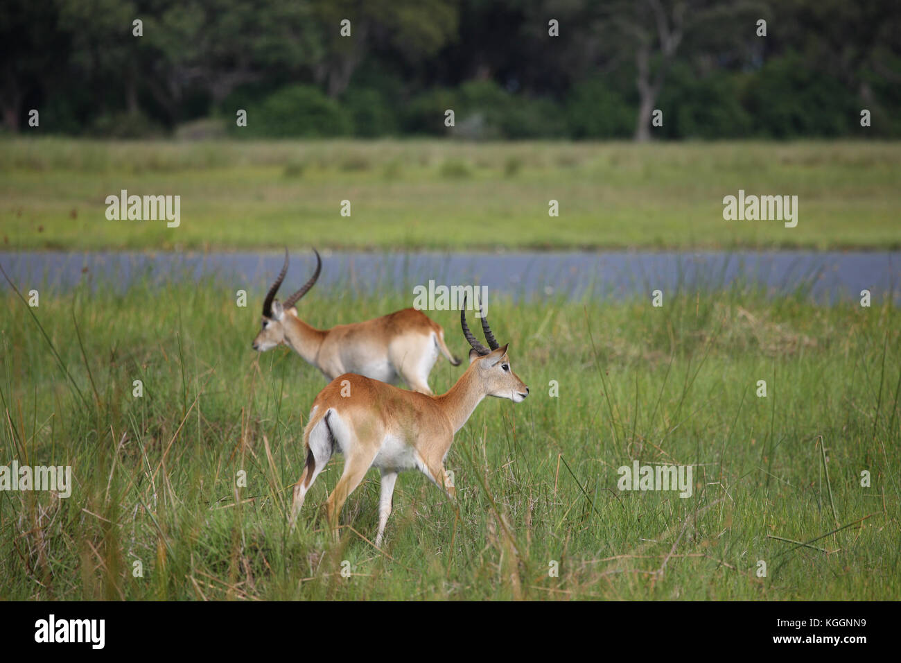 Wild Impala Antelope in African Botswana savannah Stock Photo - Alamy