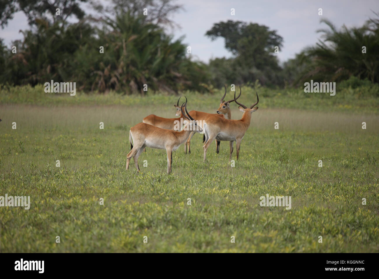 Wild Impala Antelope in African Botswana savannah Stock Photo - Alamy