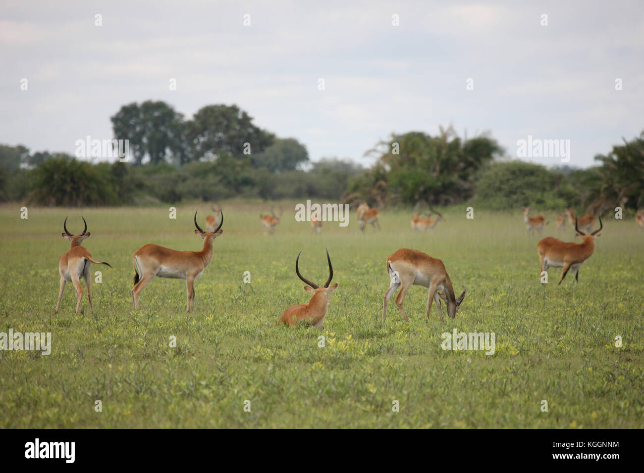 Wild Impala Antelope in African Botswana savannah Stock Photo - Alamy