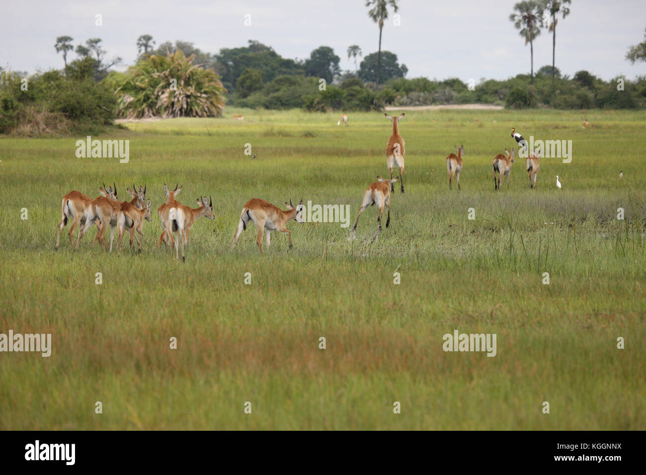 Wild Impala Antelope in African Botswana savannah Stock Photo - Alamy