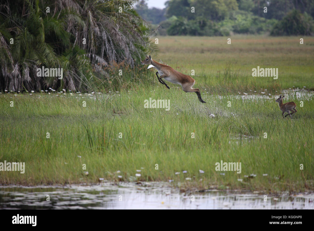 Wild Impala Antelope in African Botswana savannah Stock Photo - Alamy