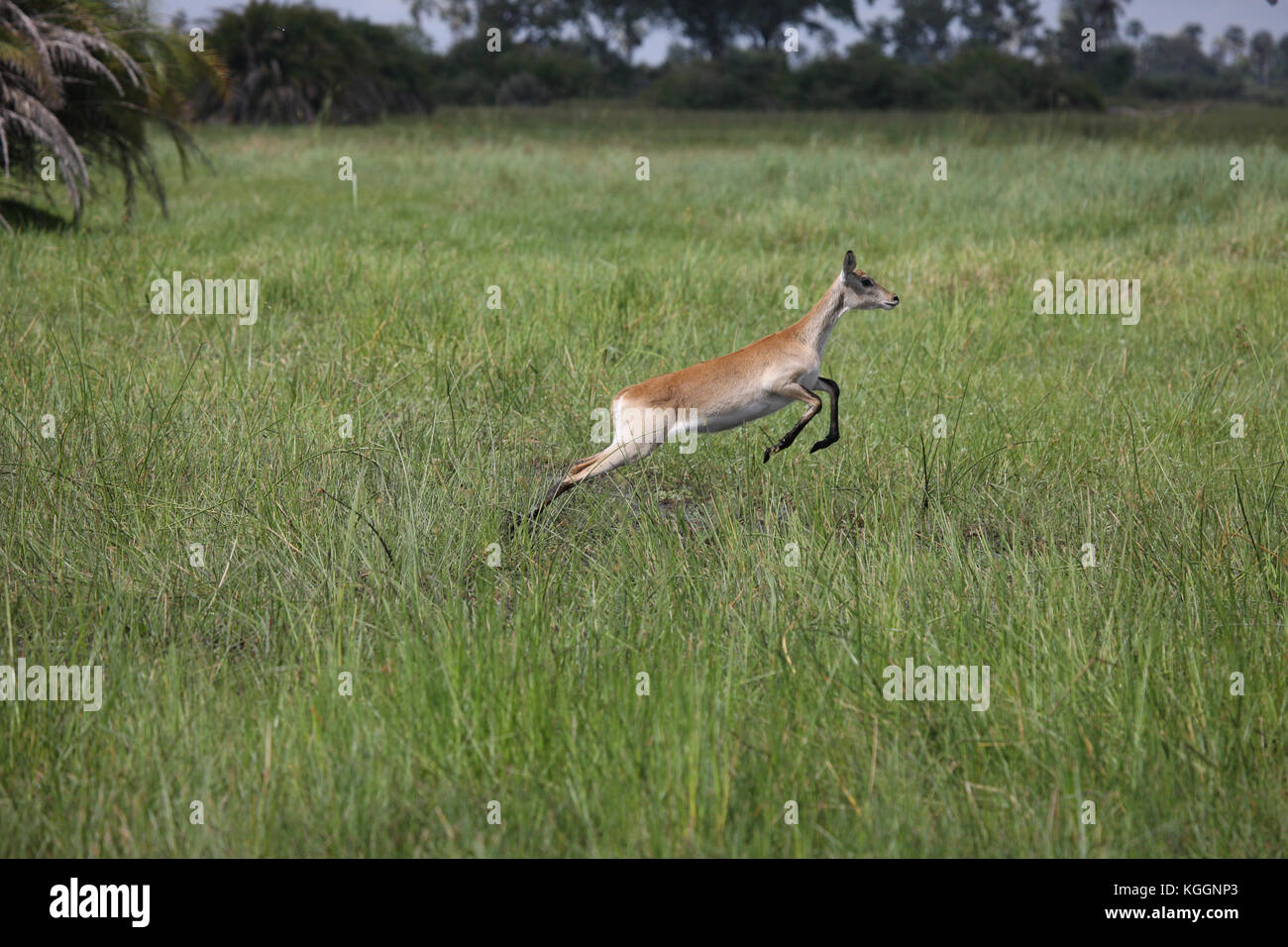Wild Impala Antelope in African Botswana savannah Stock Photo - Alamy