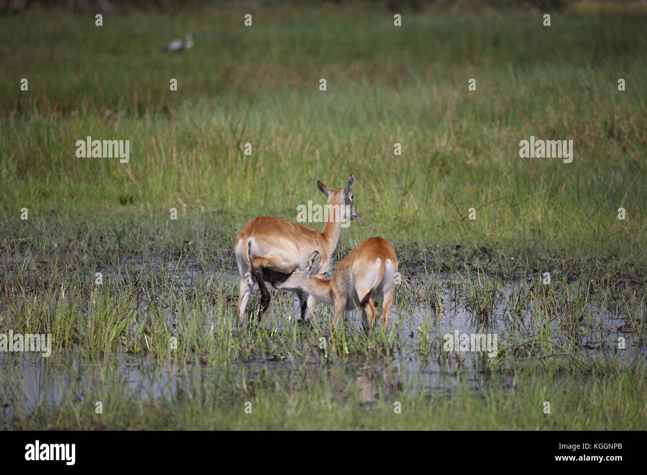 Wild Impala Antelope in African Botswana savannah Stock Photo - Alamy