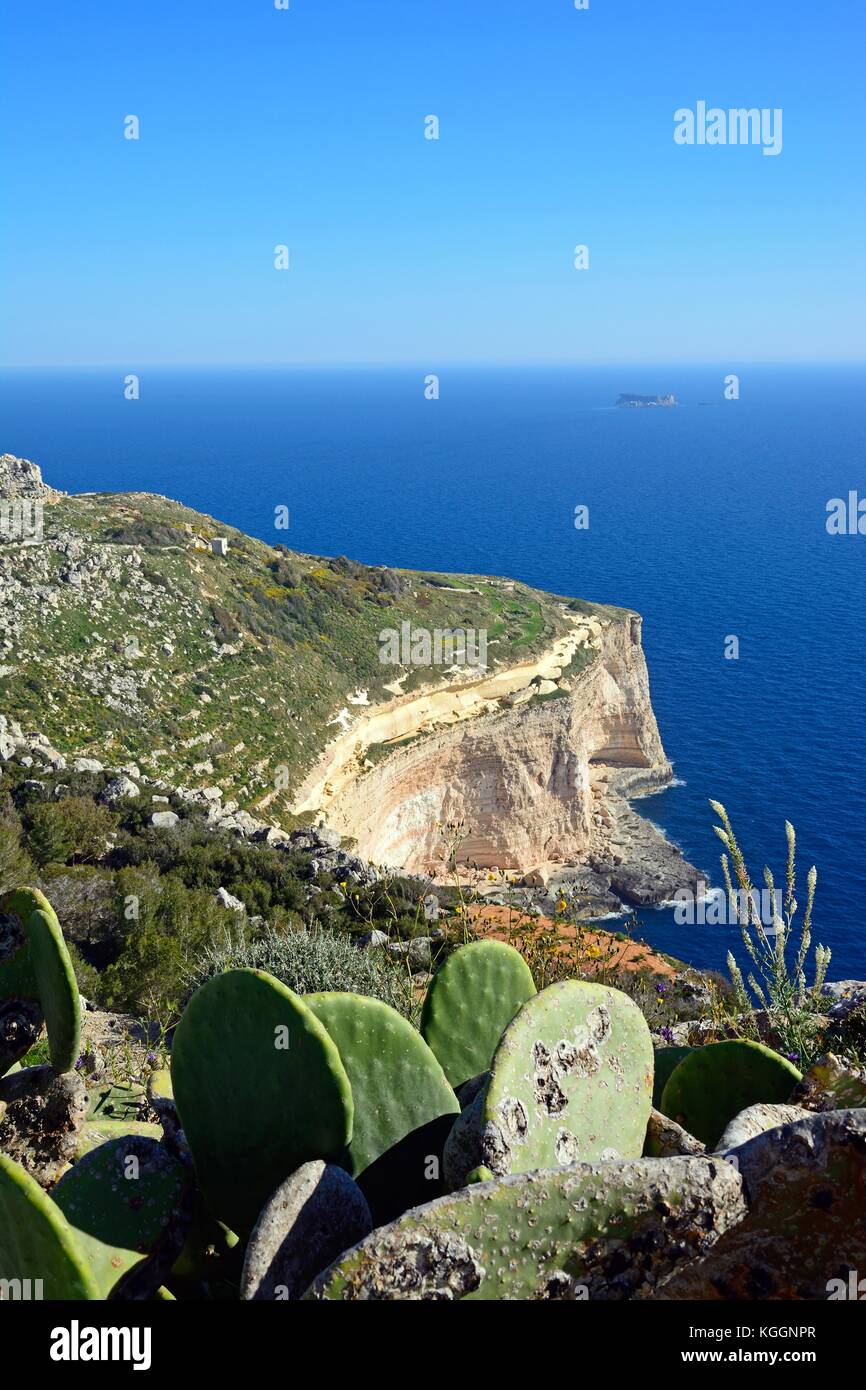 Elevated view of the Dingli cliffs and sea with prickly pears in the ...