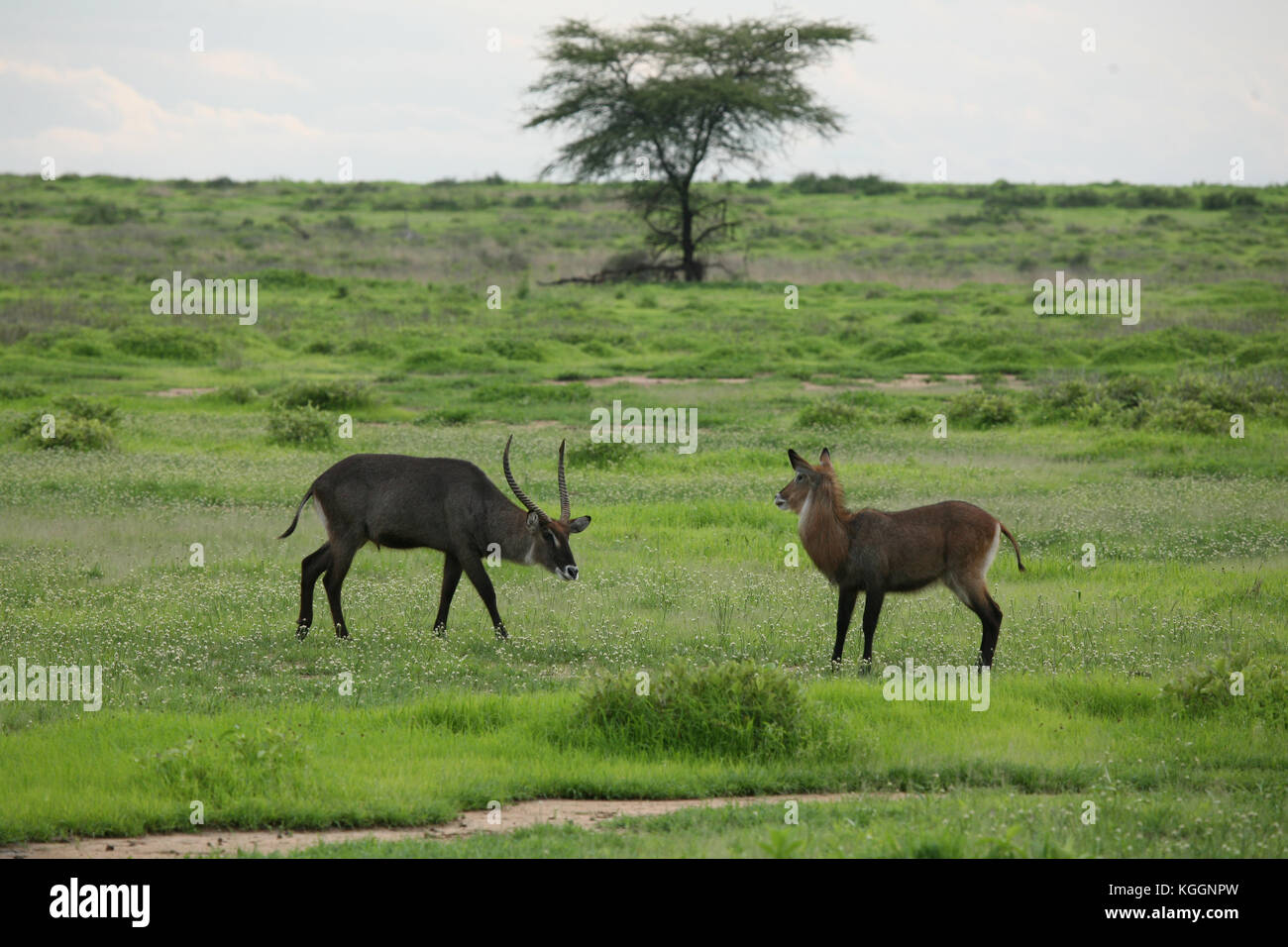 Wild Impala Antelope in African Botswana savannah Stock Photo - Alamy