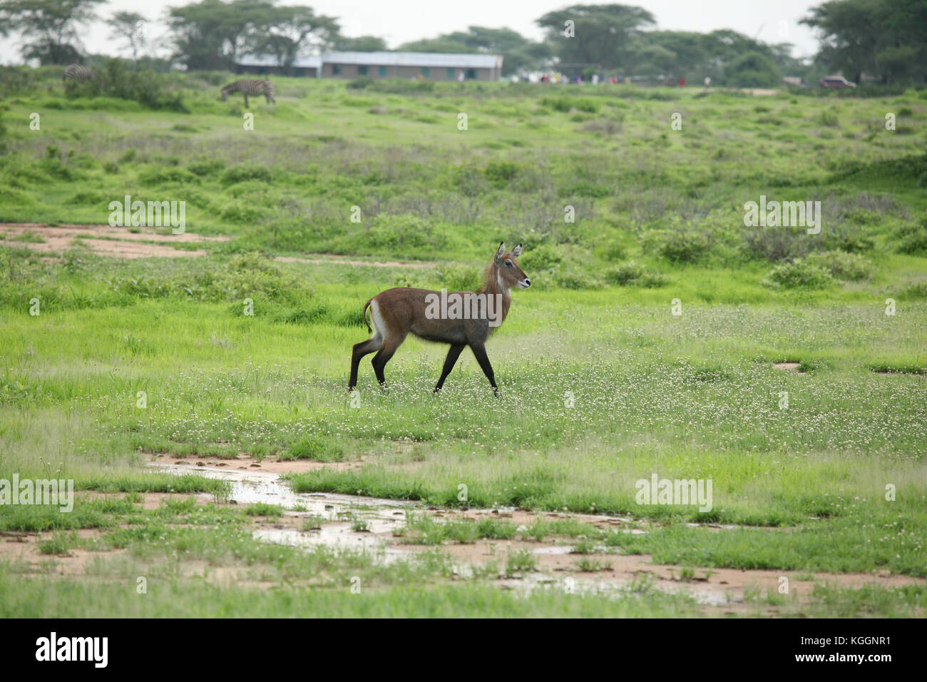 Wild Impala Antelope in African Botswana savannah Stock Photo - Alamy