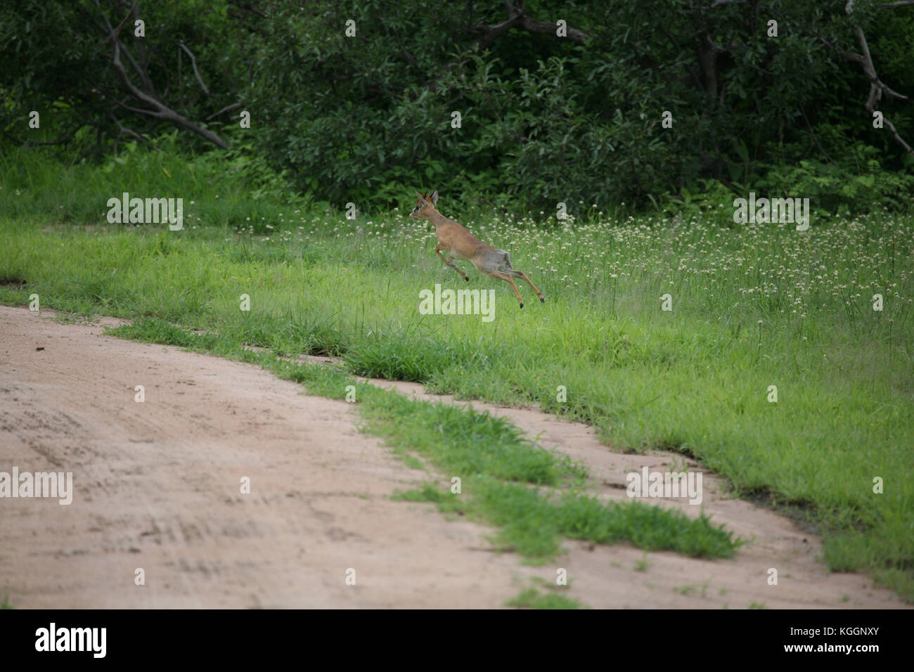 Wild Impala Antelope in African Botswana savannah Stock Photo - Alamy