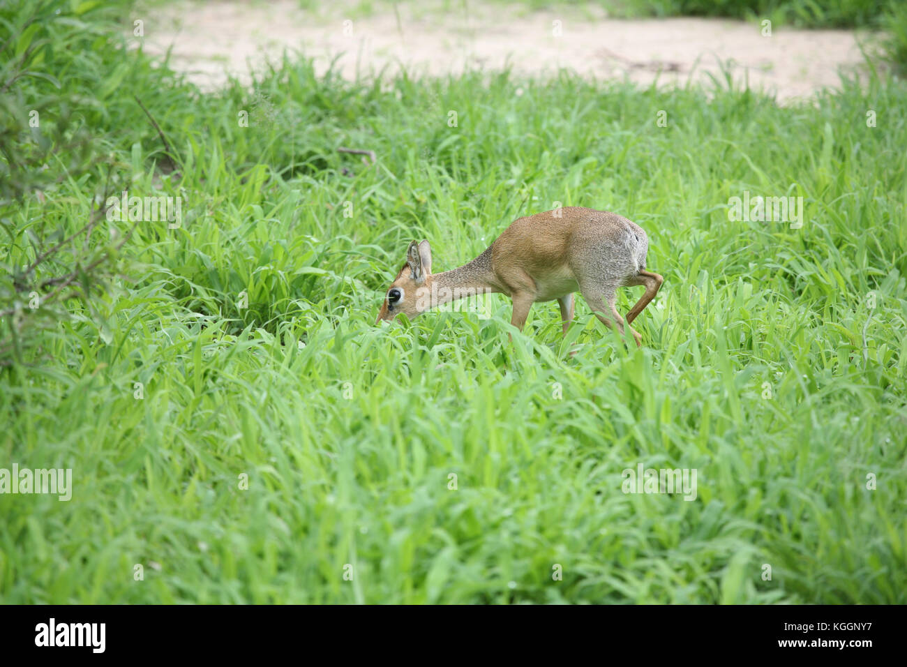 Wild Impala Antelope in African Botswana savannah Stock Photo - Alamy