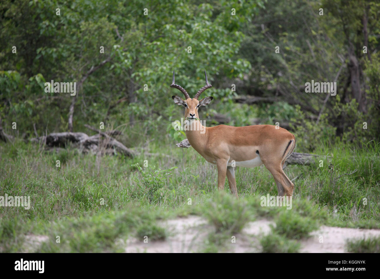 Wild Impala Antelope in African Botswana savannah Stock Photo - Alamy
