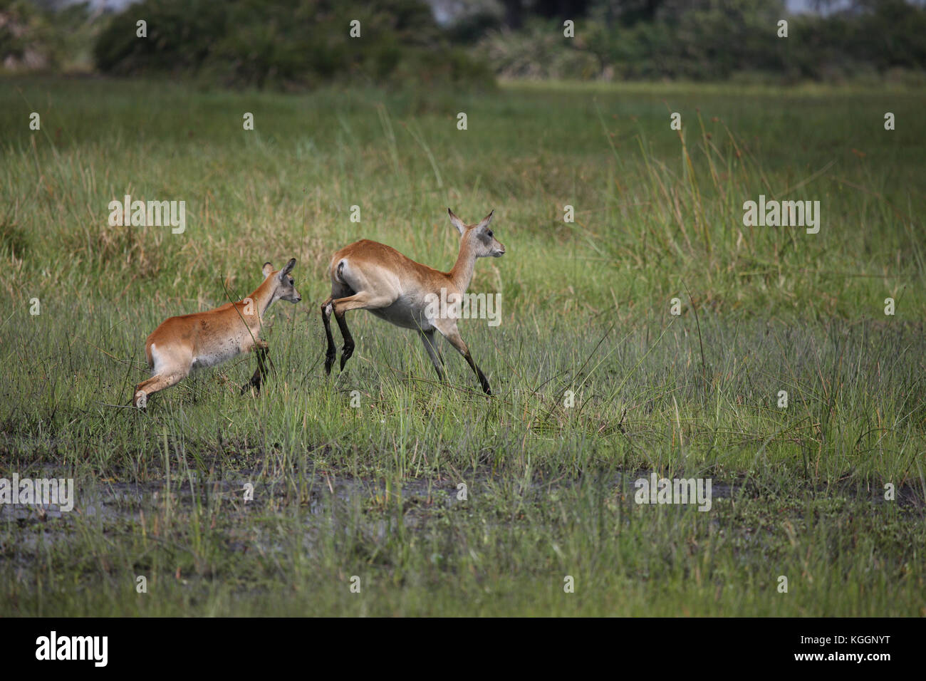 Wild Impala Antelope in African Botswana savannah Stock Photo - Alamy