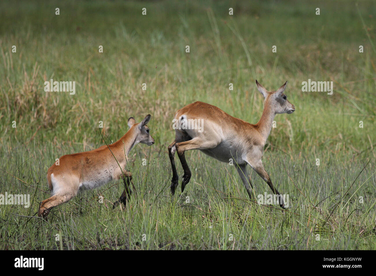 Wild Impala Antelope in African Botswana savannah Stock Photo - Alamy