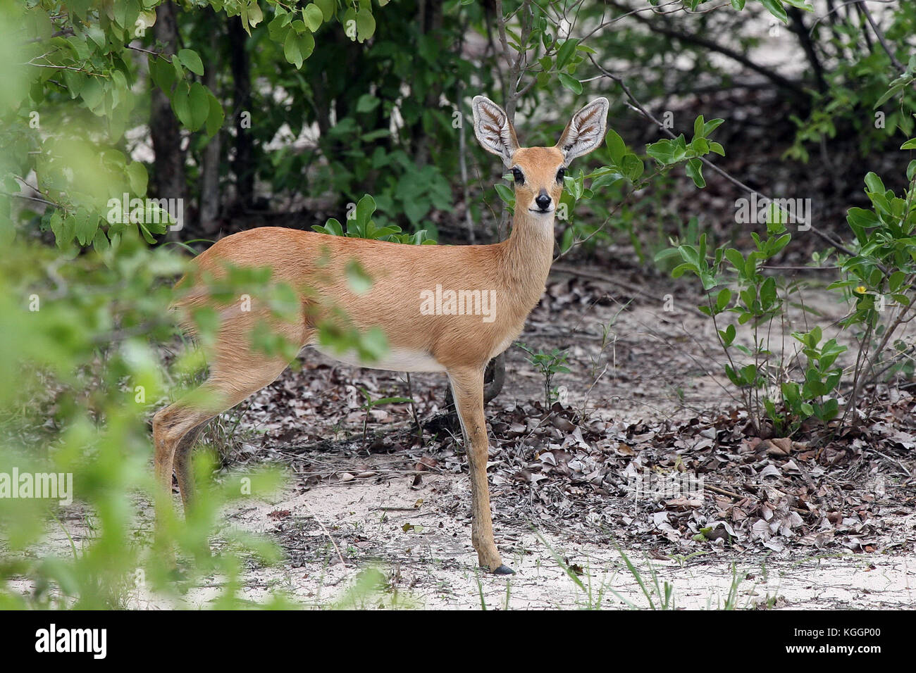Wild Impala Antelope in African Botswana savannah Stock Photo - Alamy