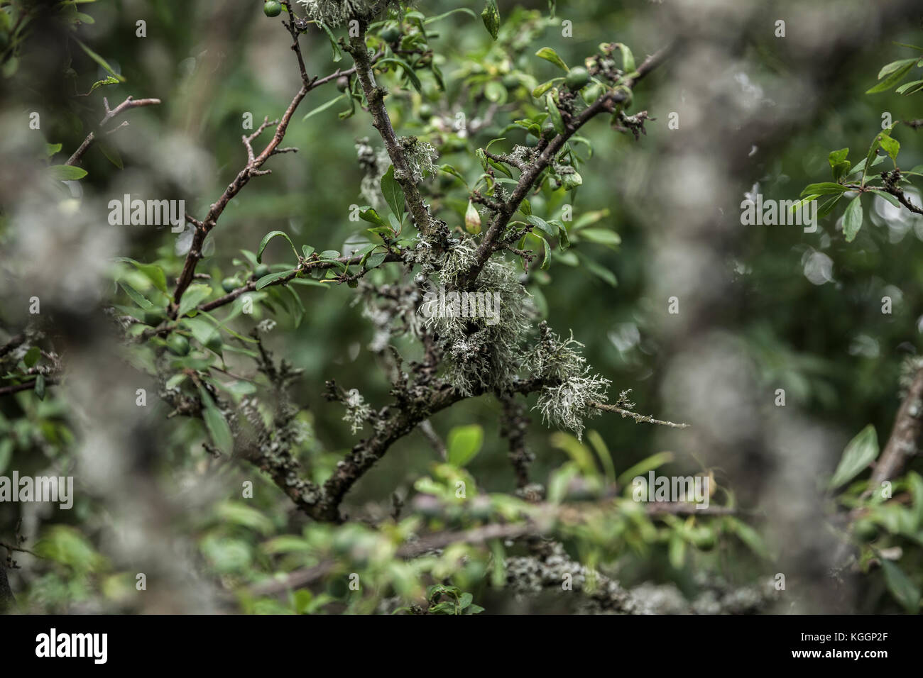 Close up of lichen, Usnea on tree twing/ branch using shallow focus ...