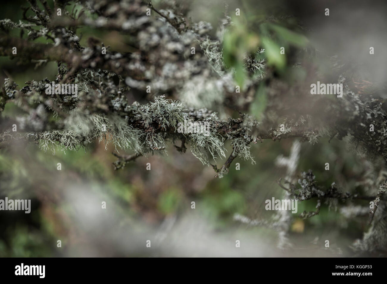 Lichen usnea hi-res stock photography and images - Alamy