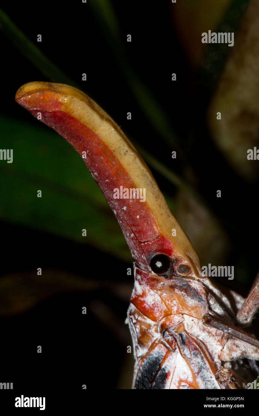 Bizarre night insect Pyrops sultana. Gunung Mulu National park Stock ...