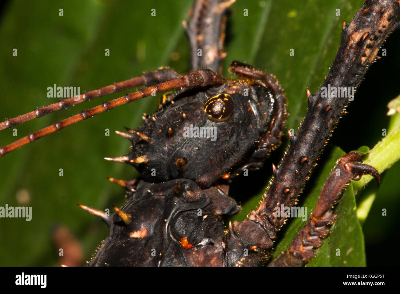Giant stick insect. Gunung Mulu National Park, Borneo, Sarawak Stock ...