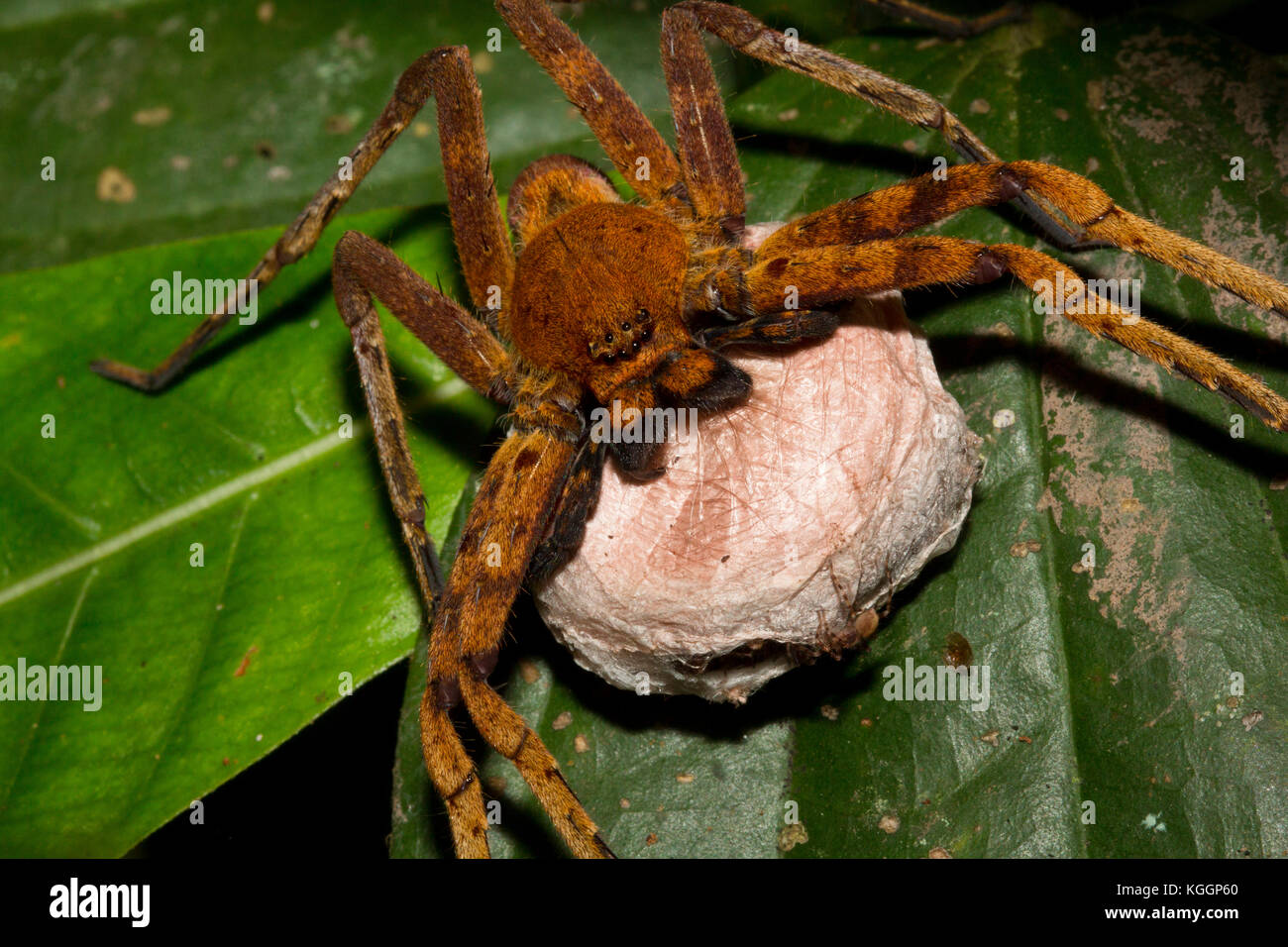 Huntsman spider (Sparassidae) with cocoon with hatch. Bako National ...