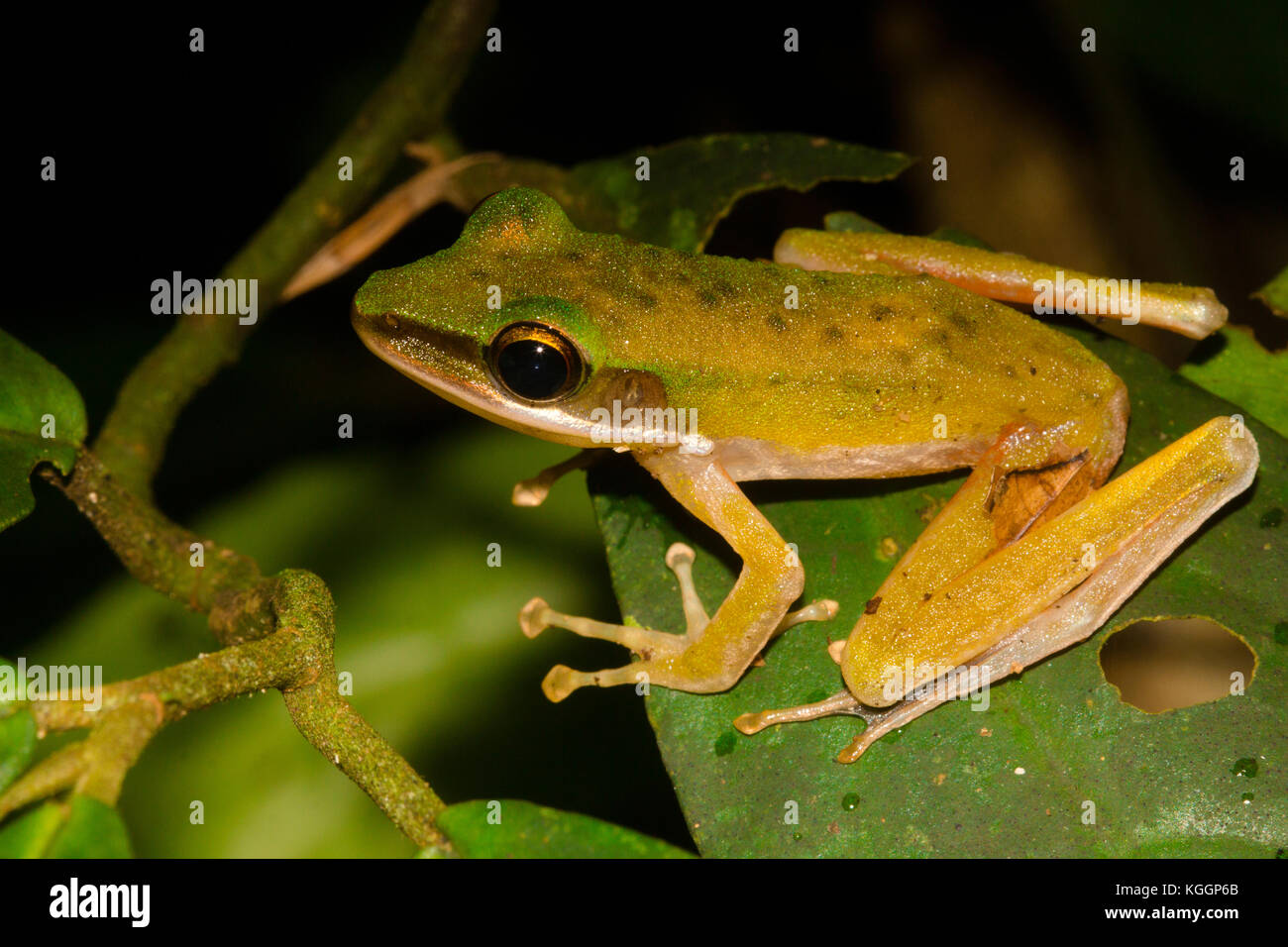 Asia malaysia sarawak borneo animals vertebrates amphibian frog hi-res ...