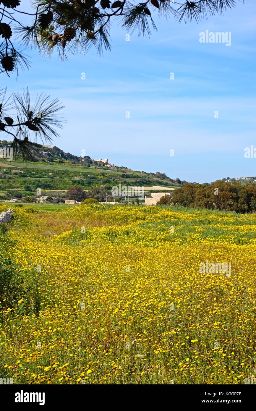 View across fields and meadows towards Mosta, Malta, Europe Stock Photo ...