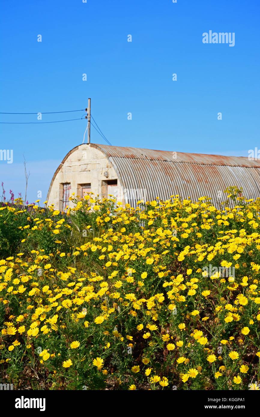 Pretty yellow Spring flowers with an old military building to the rear ...