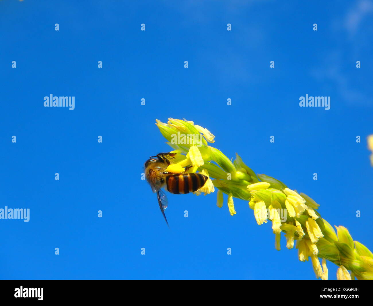 Morning Bee, Collecting Nectar Stock Photo - Alamy