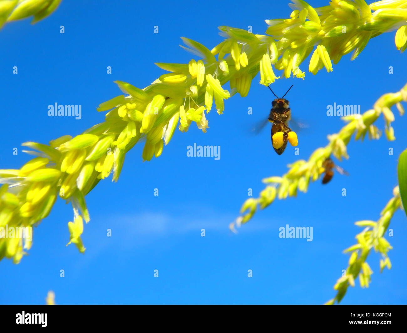 Morning Bee, Collecting Nectar Stock Photo - Alamy