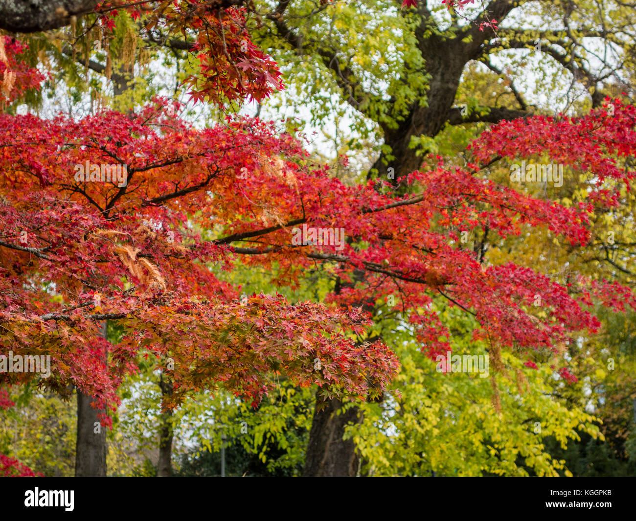 Maple tree in the Japanese garden on Margaret Island, Budapest Stock ...